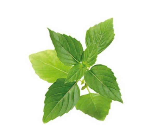 Basil leaves hot Thai 500g – Gulf Garden Foodstuff Trading | Dubai | UAE