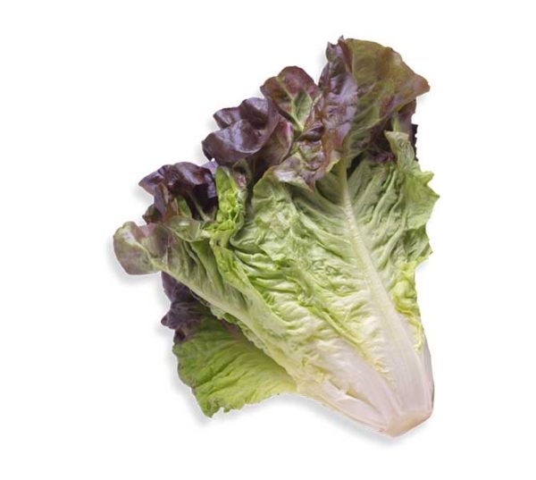 Lettuce Red 200-300g/pc – Gulf Garden Foodstuff Trading | Dubai | UAE